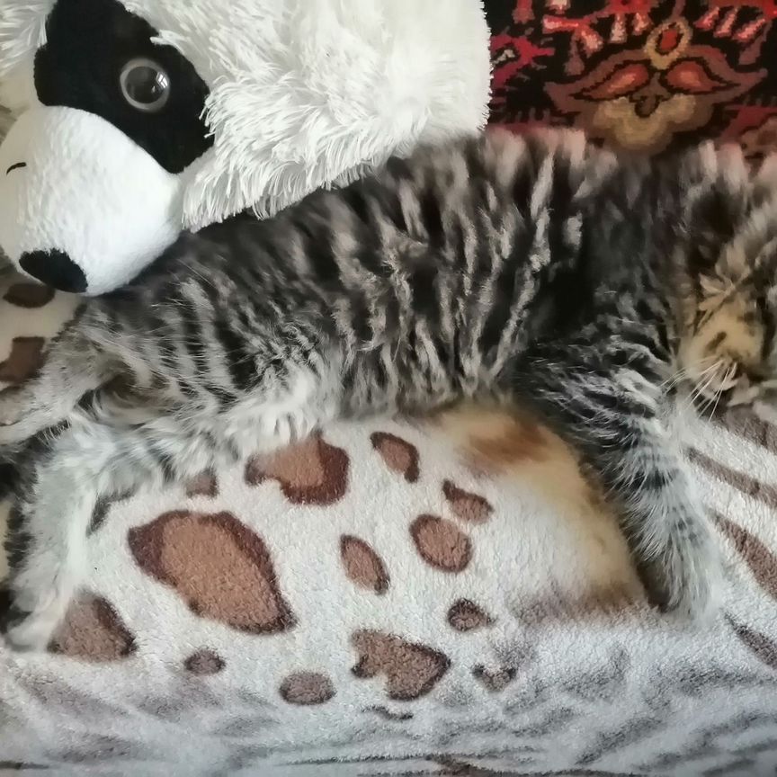 Пушистый котенок