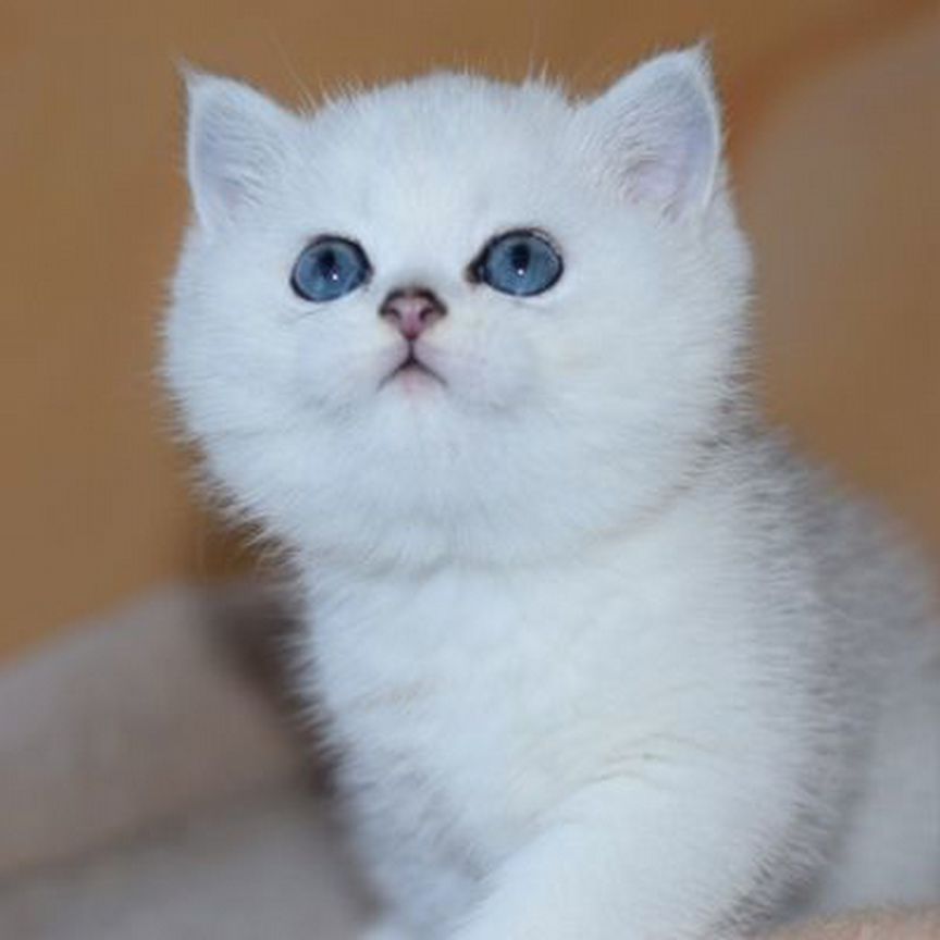 Британские котята серебристая шиншилла