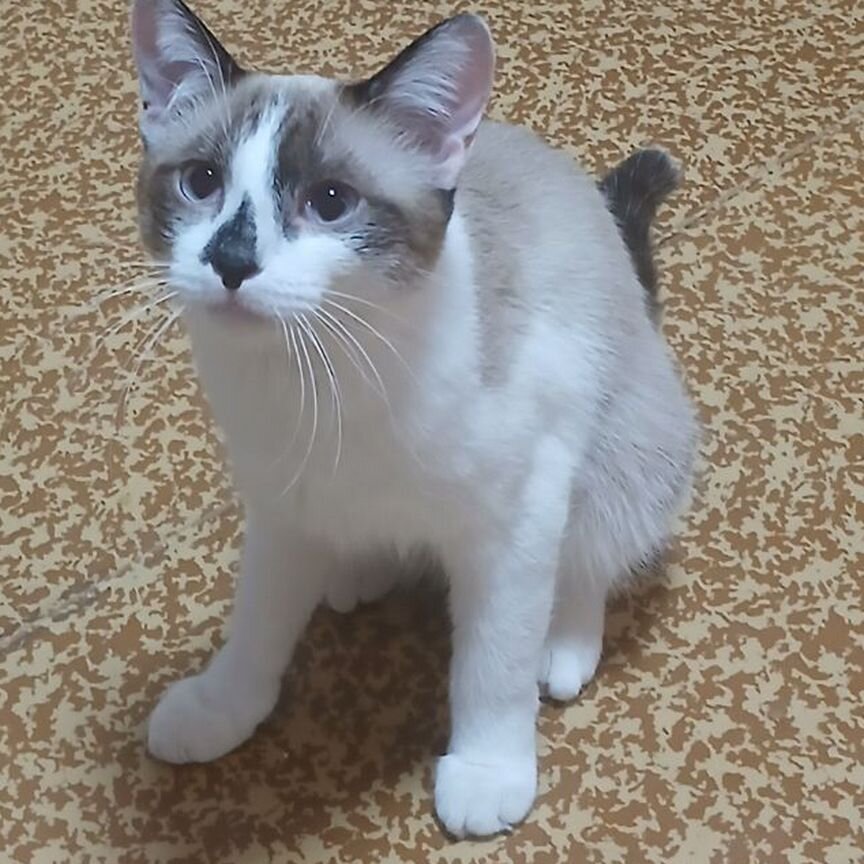 Котик