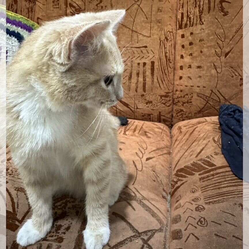 Котенок 2.5-3 мес