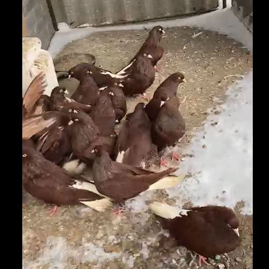 Николаевские голуби