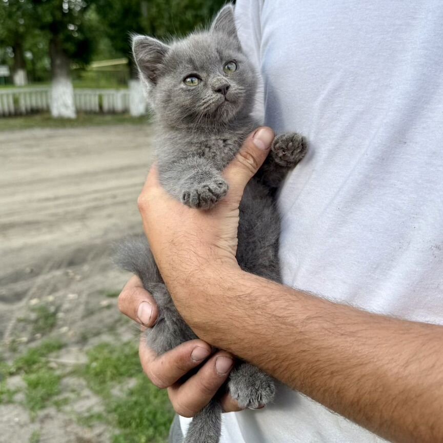 Котята в добрые руки бесплатно