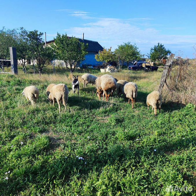 Бараны стадо