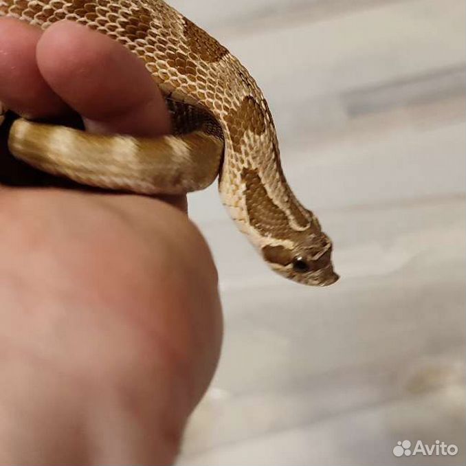 Свиноносый уж