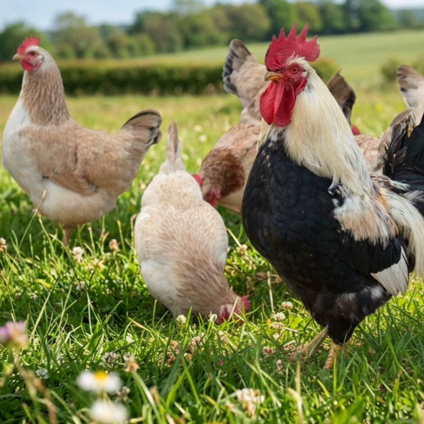 Цыплята породы Загорская лососевая