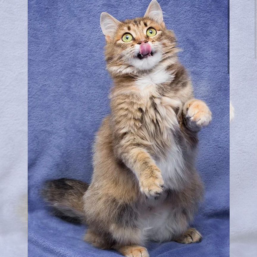 Красотка Амора метис сибирячки в приюте