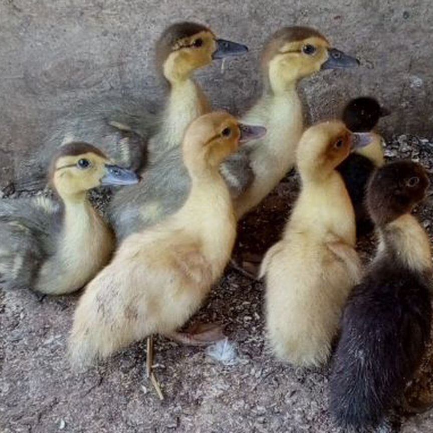 Утки, шипуны, утята