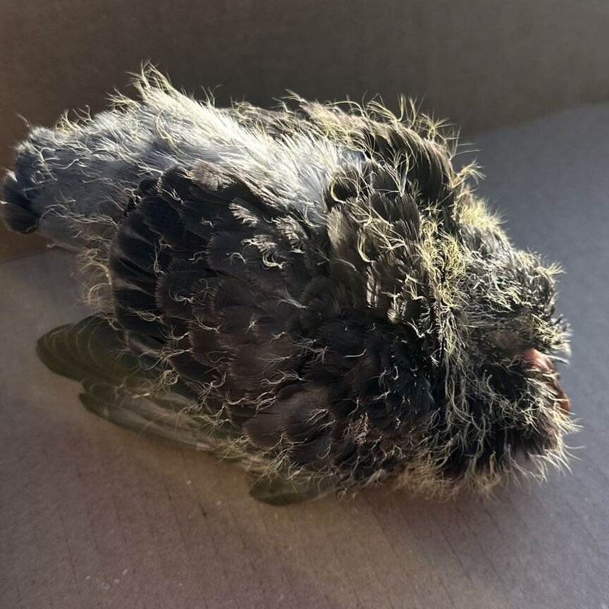 Птенец голубя