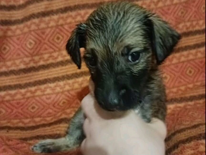 Собака