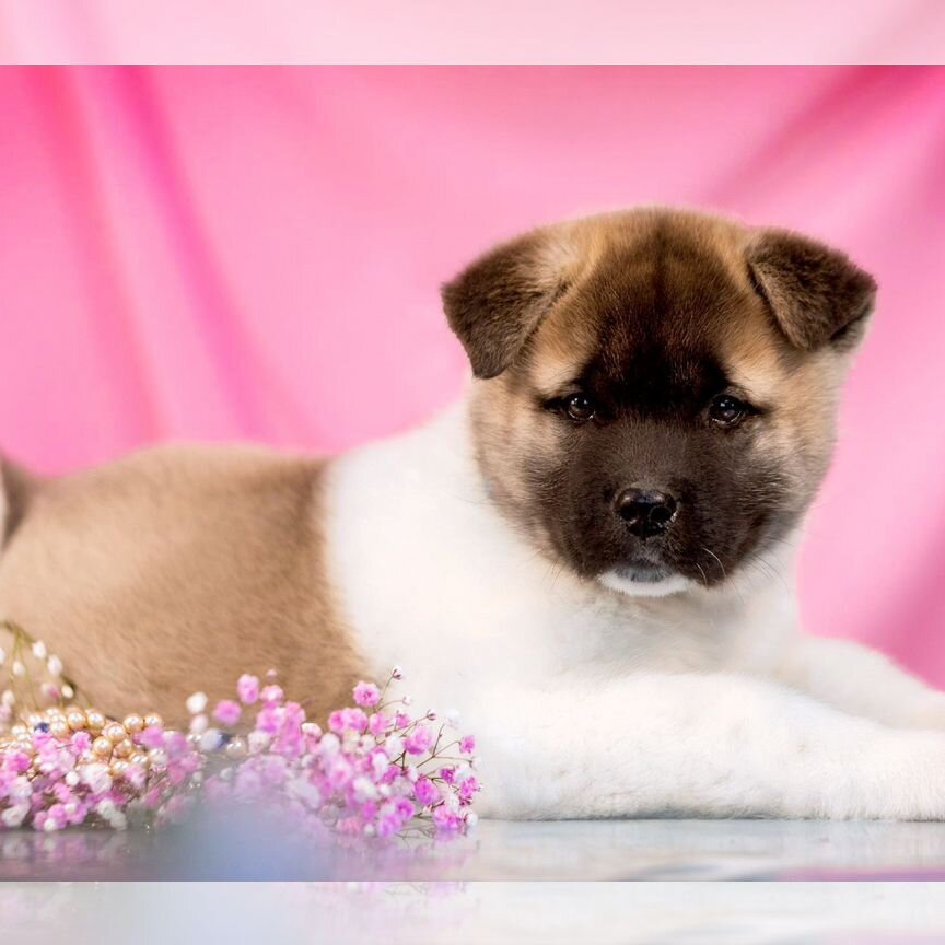 Мальчик Американской акиты