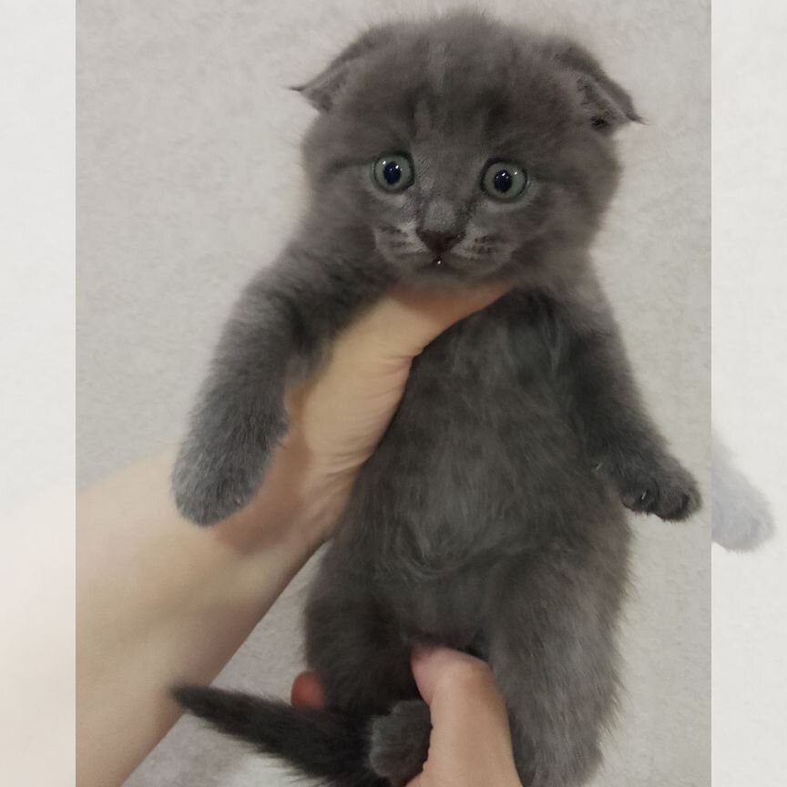 Шотландские котята