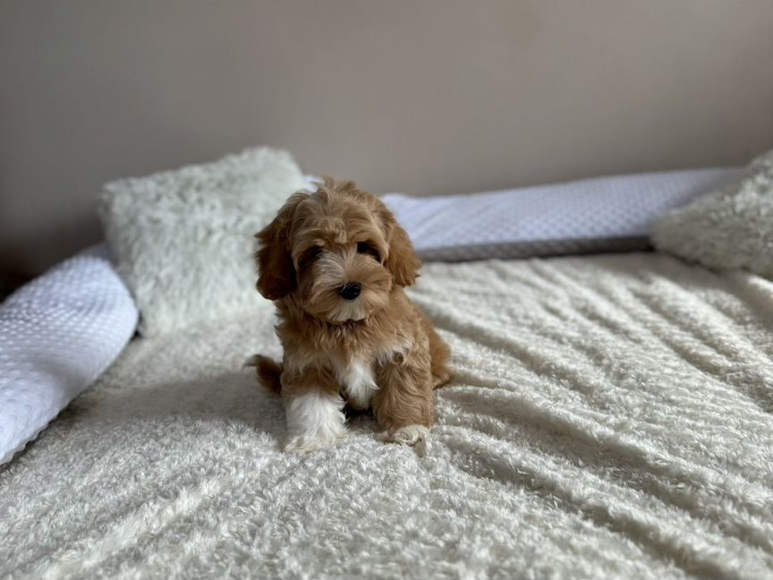 Мальтипу эксклюзивный миник