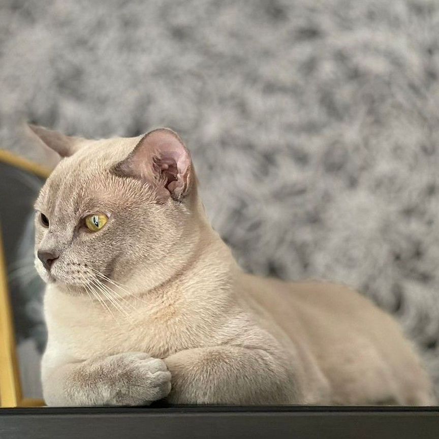 Кот бурманский производитель питомника