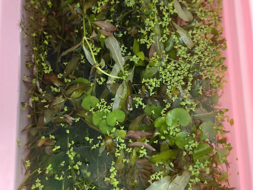 Аквариумные растения прополка