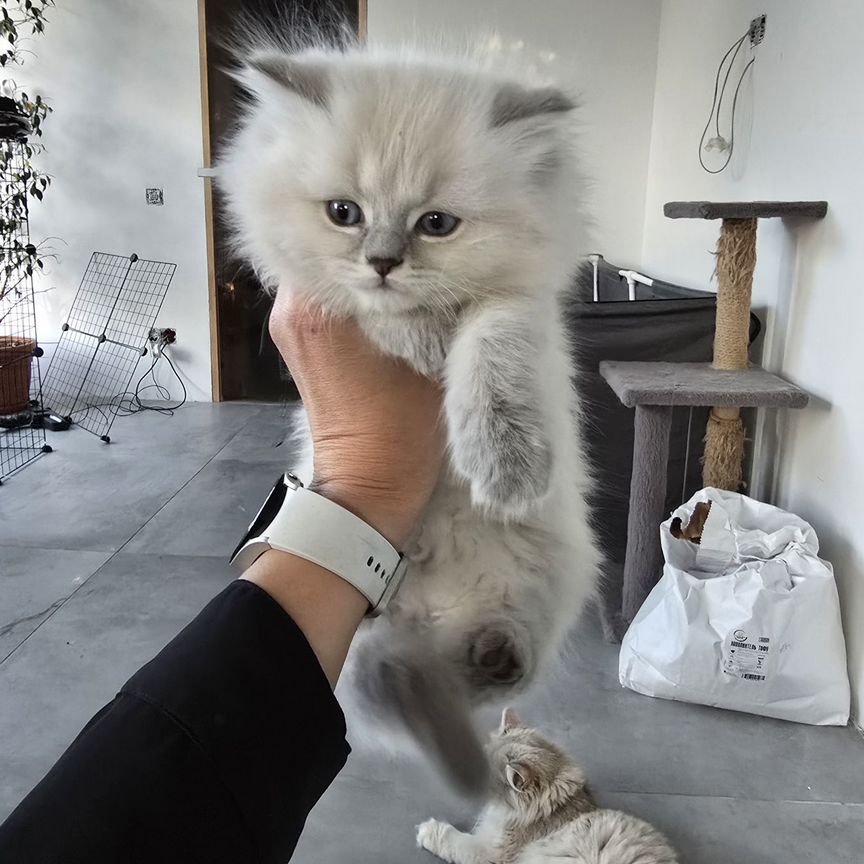 Котята рэгдолл