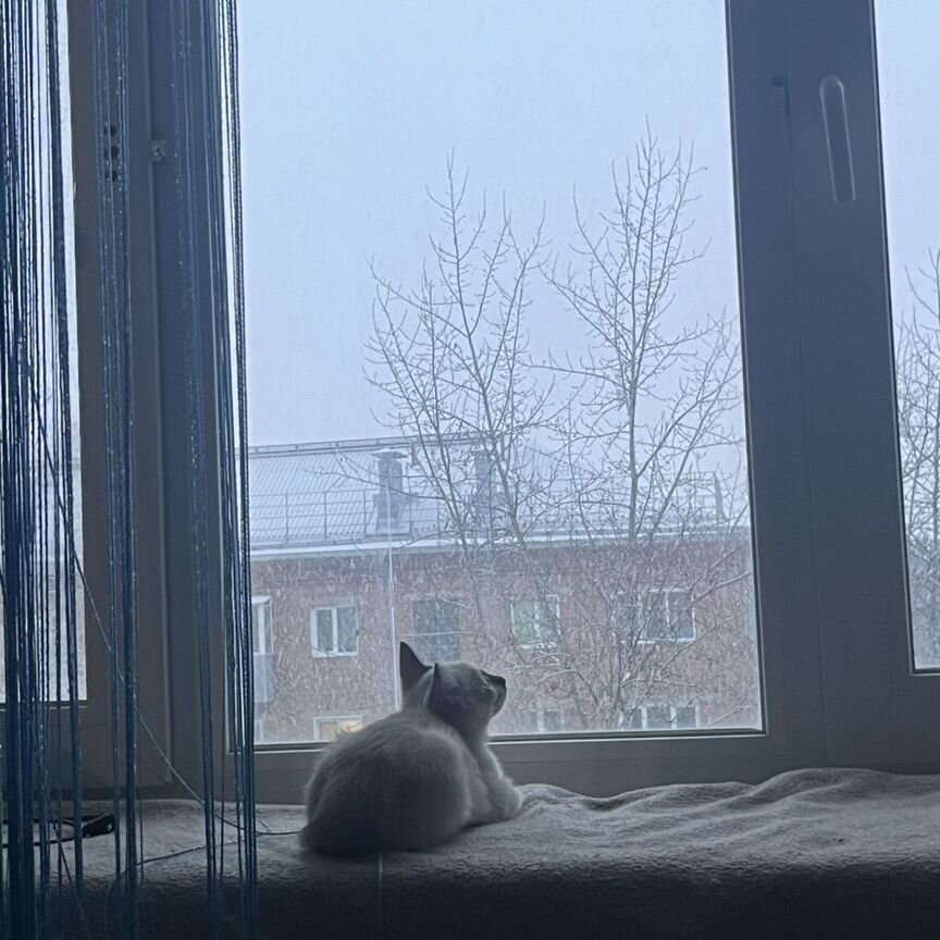 Котенок ориентал