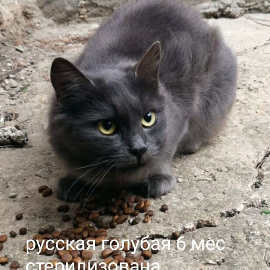 Котята русская голубая 6 мес