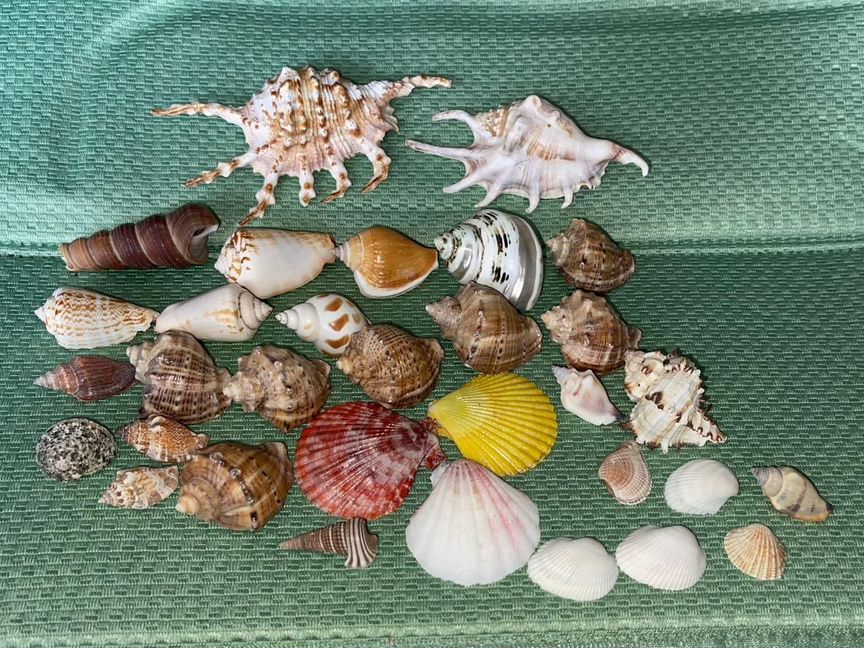 Морские ракушки малые