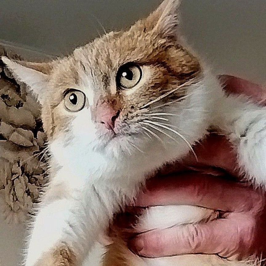 Котенок мерз на даче