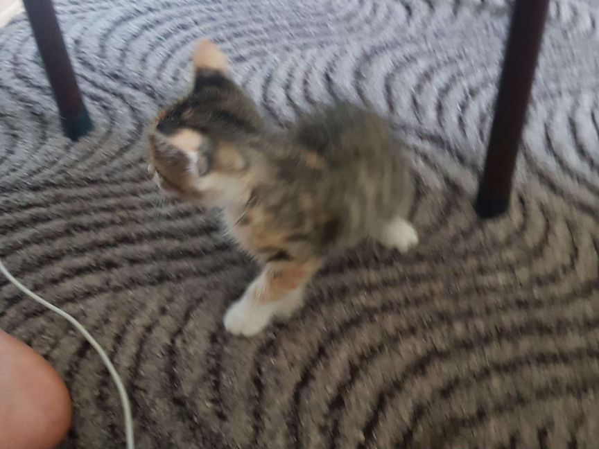 Кошка в дар бесплатно