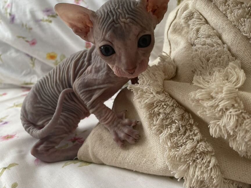 Донской сфинкс котята
