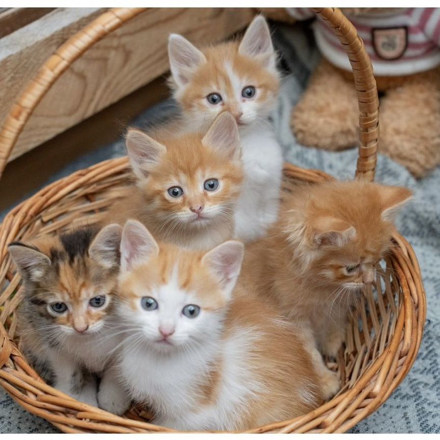 Рыжие солнечные котята ищут дом