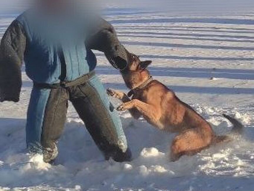 Списанная бельгийская овчарка