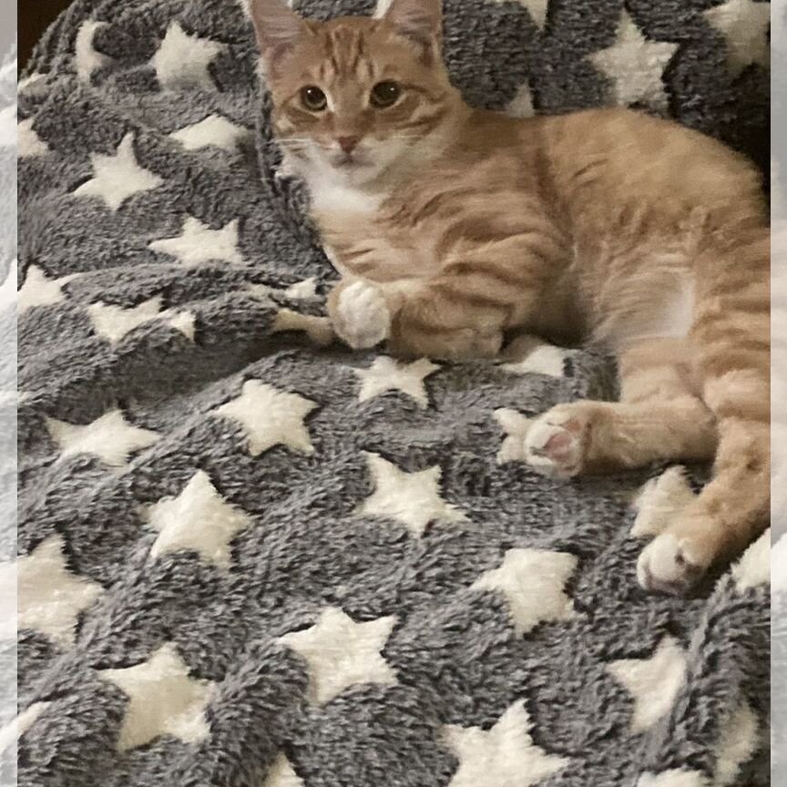 Котенок 6 месяцев