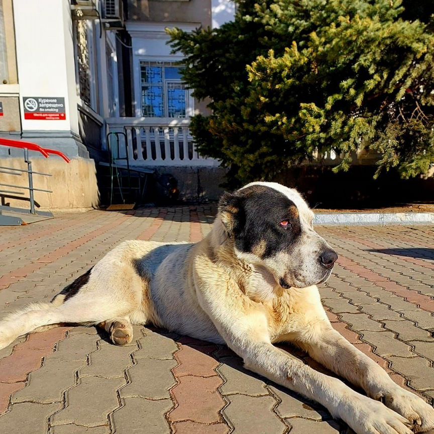 Алабай Султан ищет дом