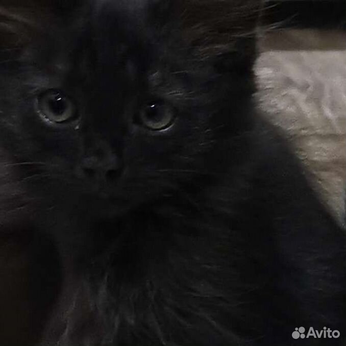 Кошечка пушистая чёрная ангорская