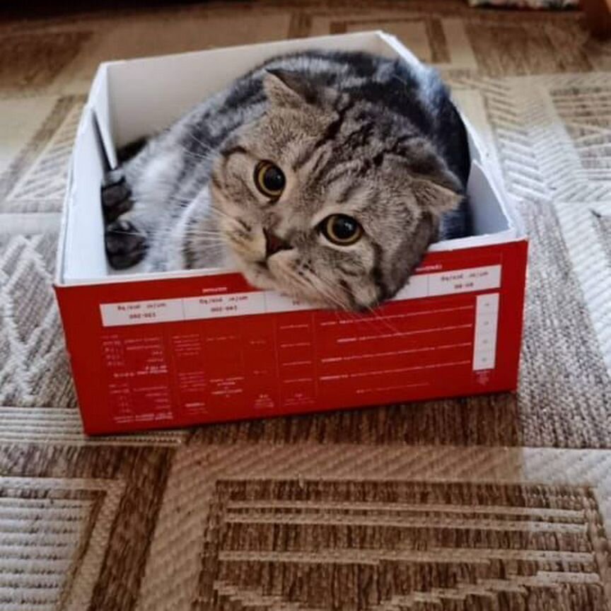 Отдам кошку бесплатно в добрые руки