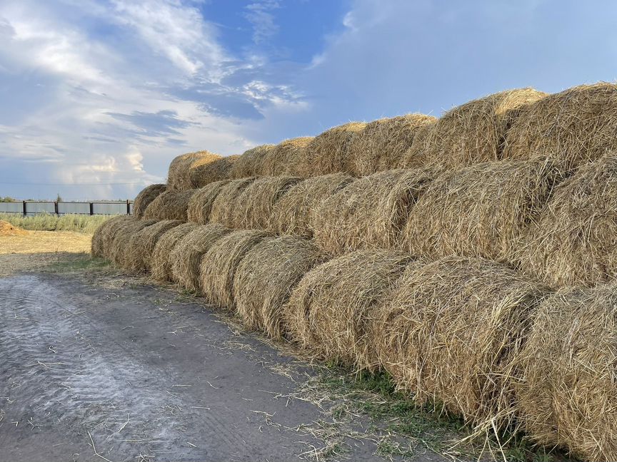 Сено в рулонах