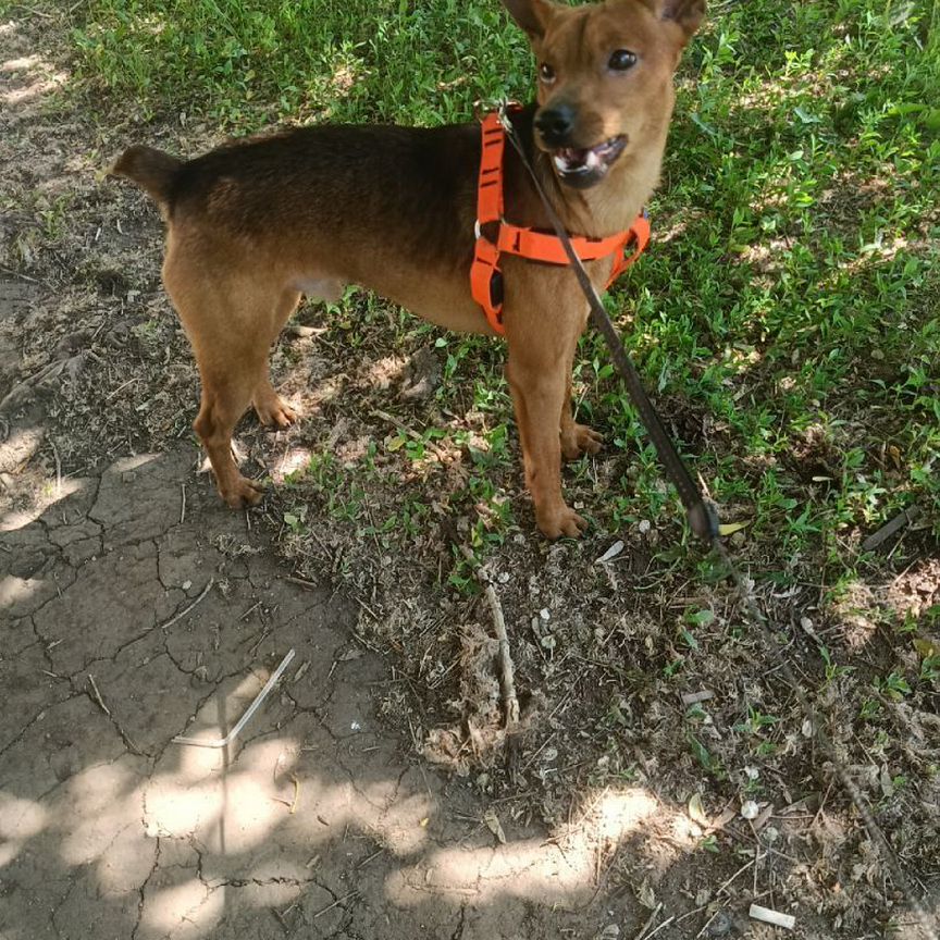 Взрослый пёс в добрые руки