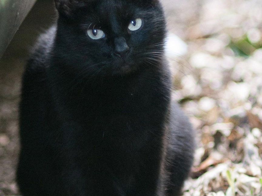 Кошка Черничка, очень нужен дом