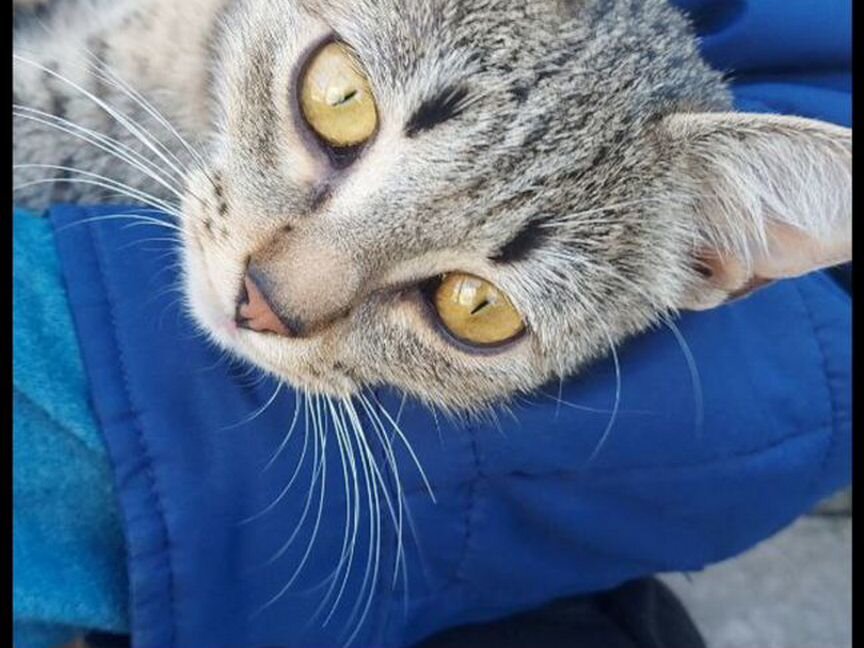 Отдам в добрые руки