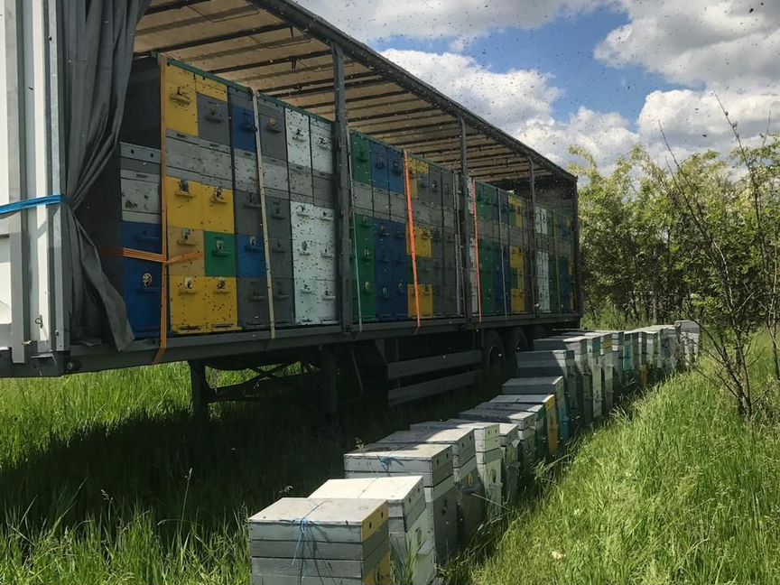 Пчелопакеты, отводки