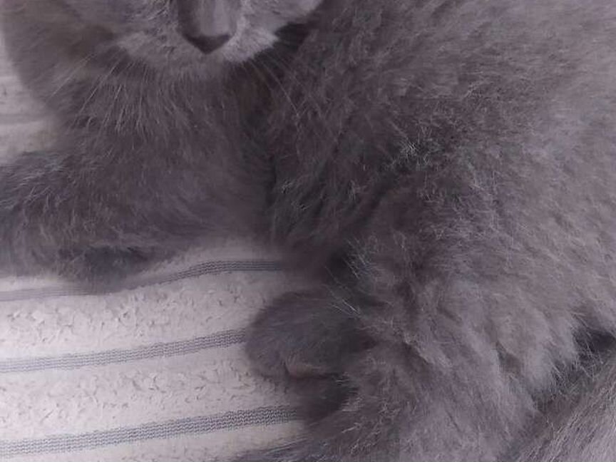 Британский голубой котенок