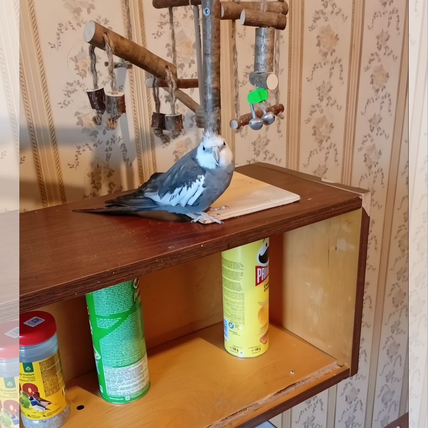Попугай корелла с клеткой