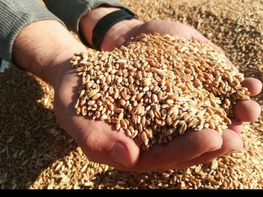 Зерно пшеница