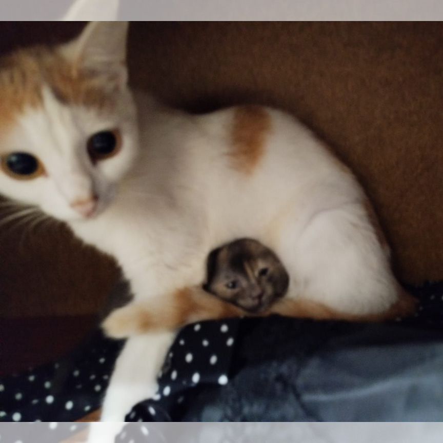 Отдам котенка девочку