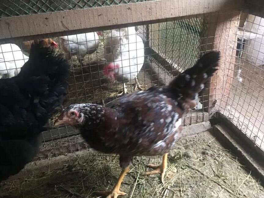 Куры Орловские ситцевые