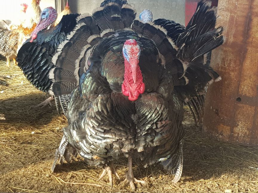 Индейка домашняя улучшенная на племя