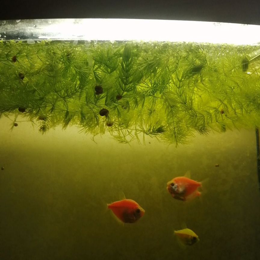 Растения для аквариума