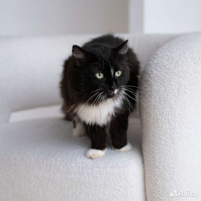 Кот шикарный и плюшевый