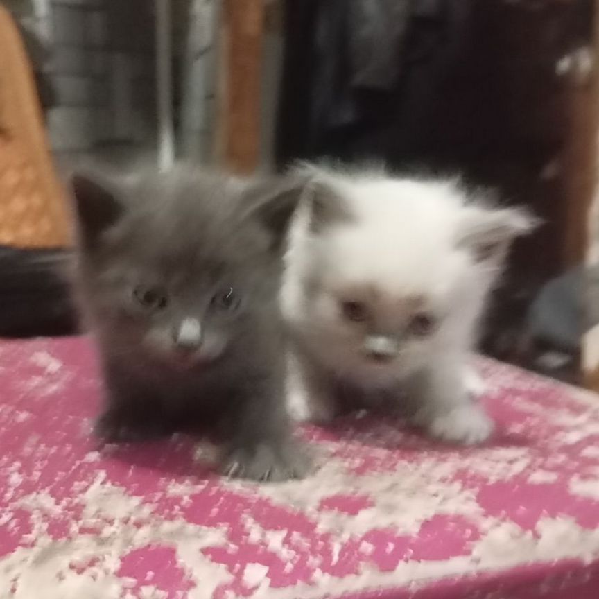 Котята в добрые руки