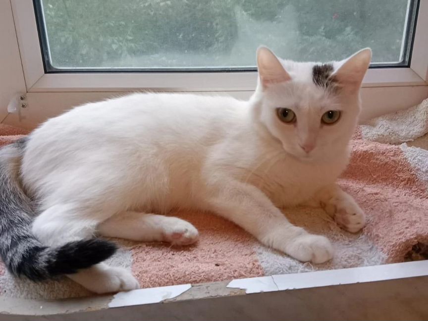 Кошечка София в хорошую семью бесплатно