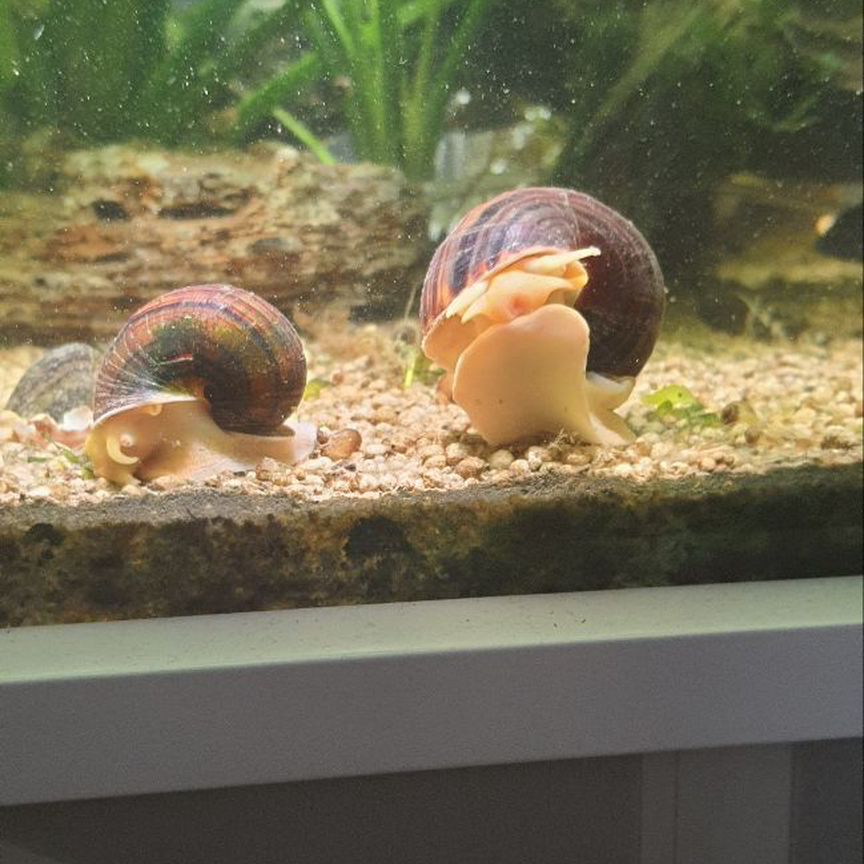 Улитка Ампулярия