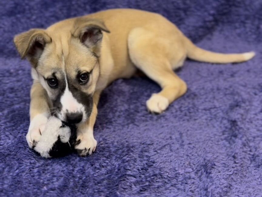 Щенок в добрые руки