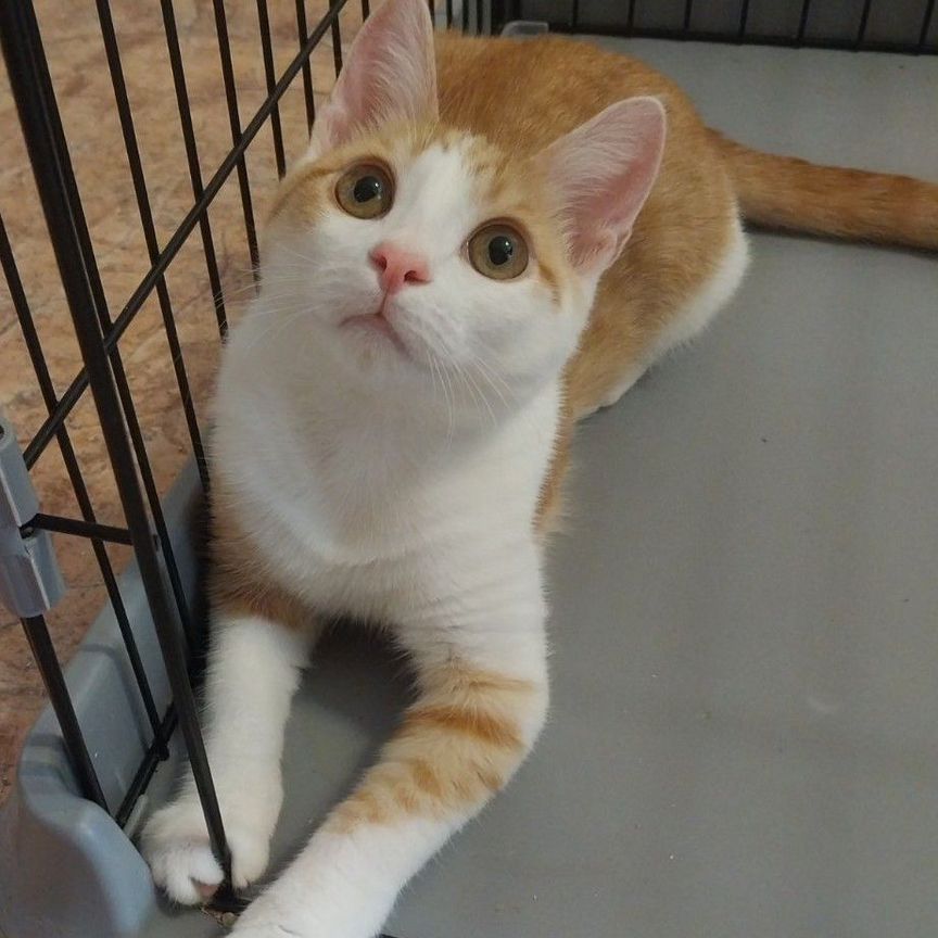 Рыже-белый мальчик с выразительными глазами(4 мес)