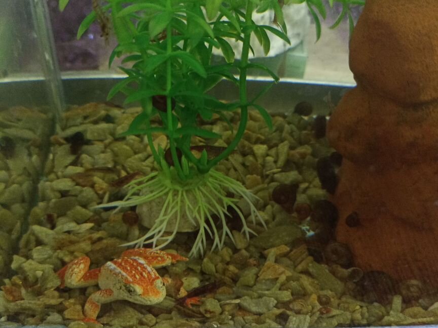 Креветки Усы кошки